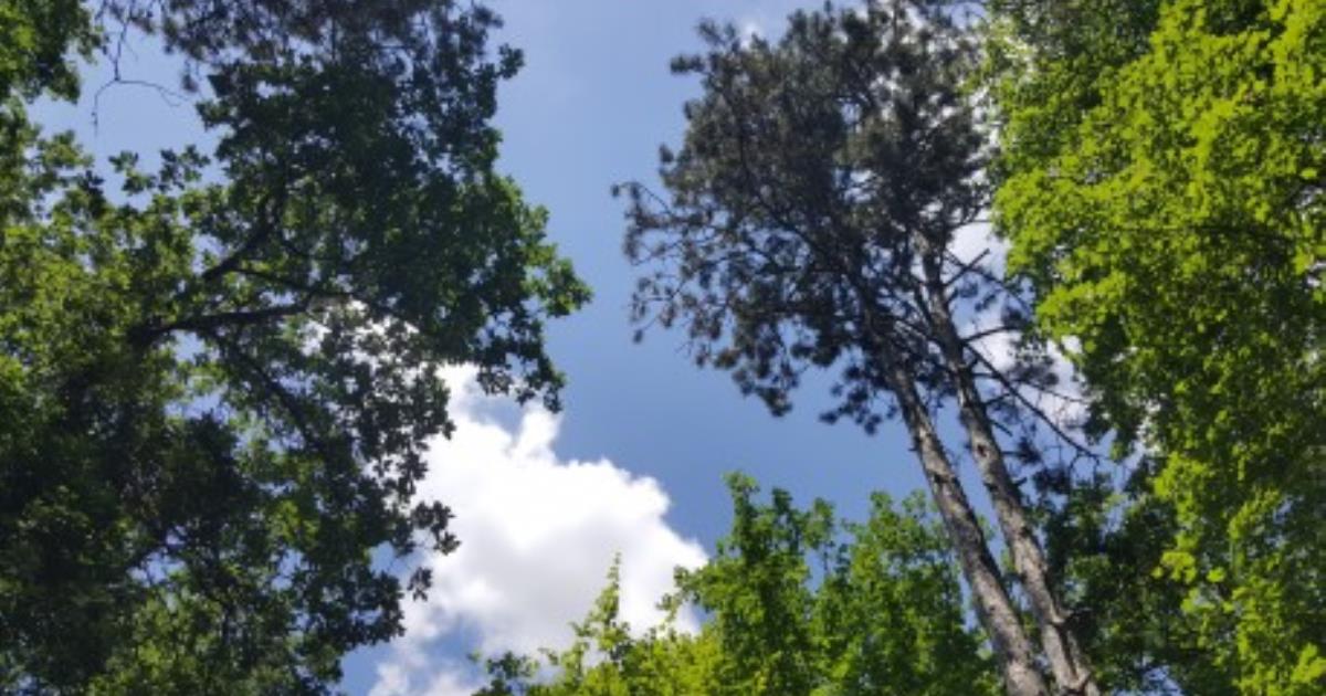 Zoodyssée, sous les frondaisons de la forêt de Chizé (petite boucle ...