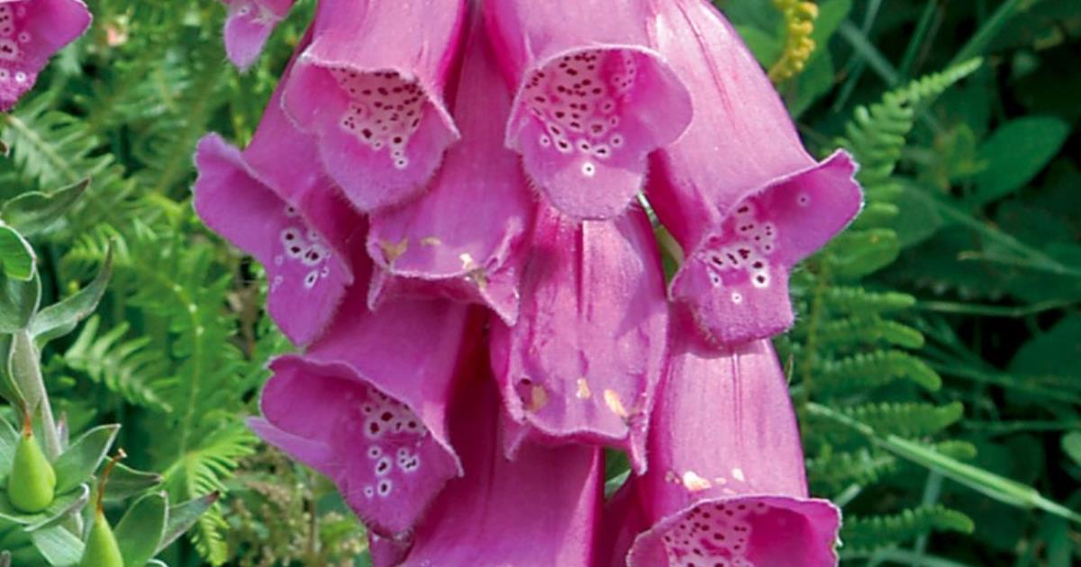 Courlay - Le pré des Bazins - Deux-Sèvres Tourisme