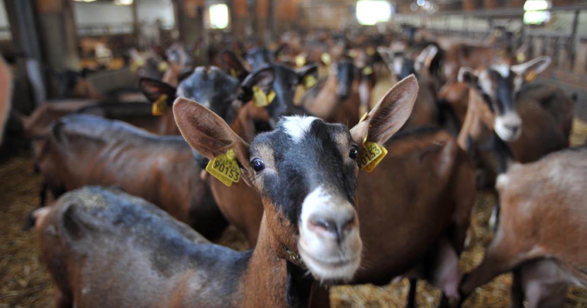 Ferme Georgelet - Producteur fermier - Deux-Sèvres Tourisme